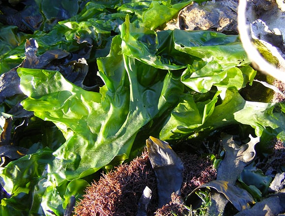 ESOPP - Beyond Standards